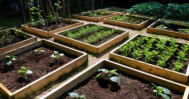 The How to Guide for Creating a Flourishing Vegetable Garden