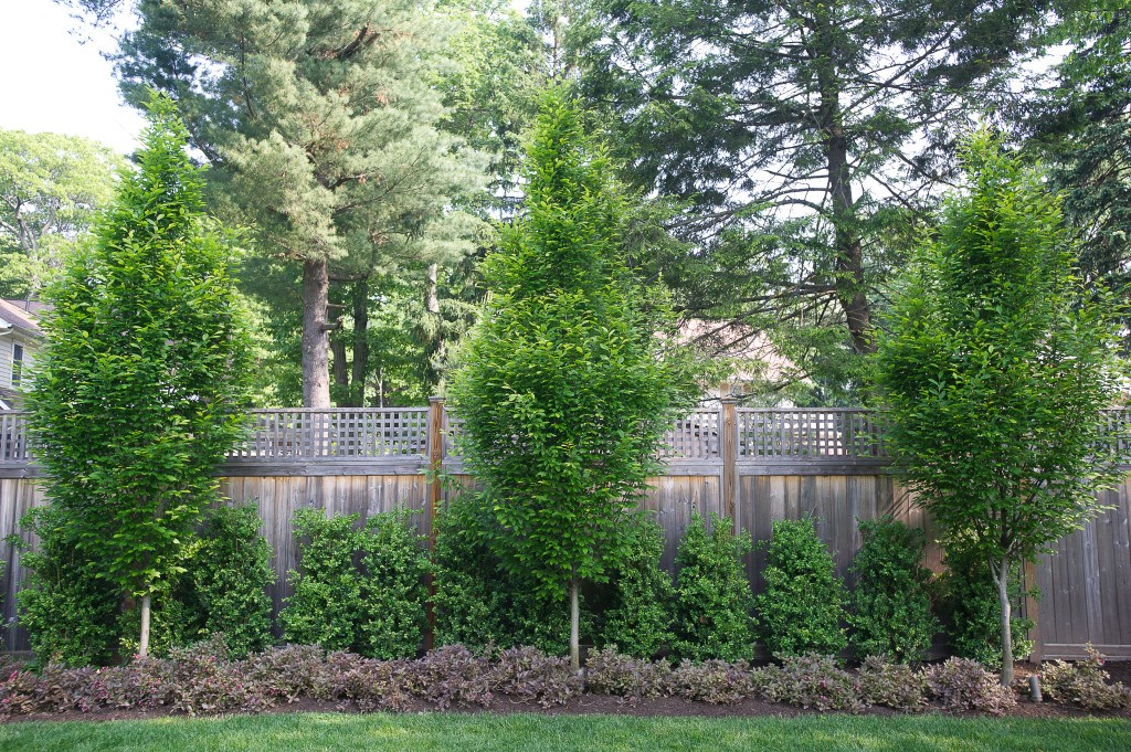 Five Privacy Fence Ideas That Aren't Too Loud