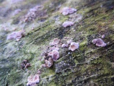 Pink Mold: Causes, Prevention, and Safe Removal Techniques - Housely