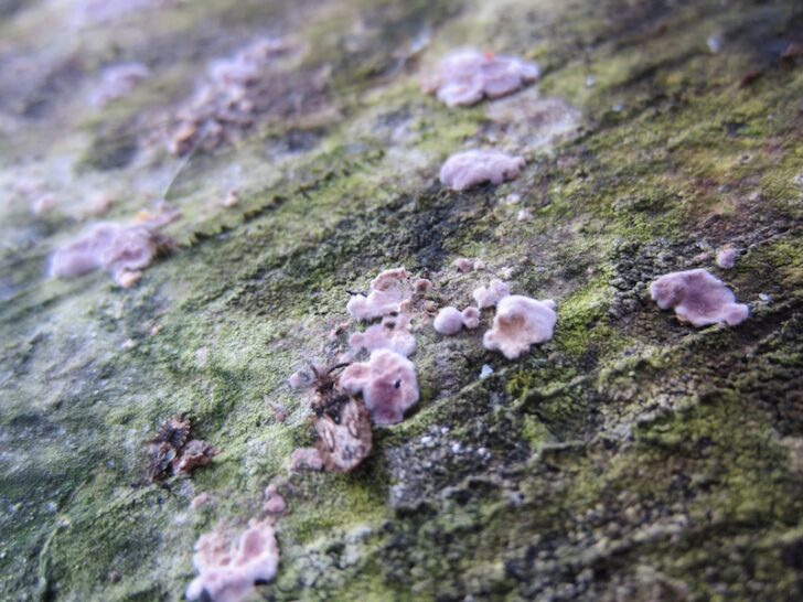 Pink Mold: Causes, Prevention, and Safe Removal Techniques - Housely