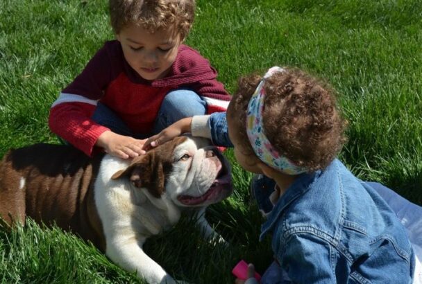 15 Reasons American Bulldogs Are So Popular - Housely