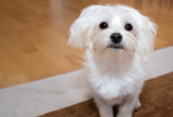 The 15 Longest Living Dog Breeds That'll Never Leave - Housely