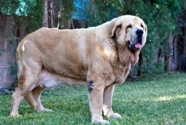 The 15 Tallest Dog Breeds In The World - Housely