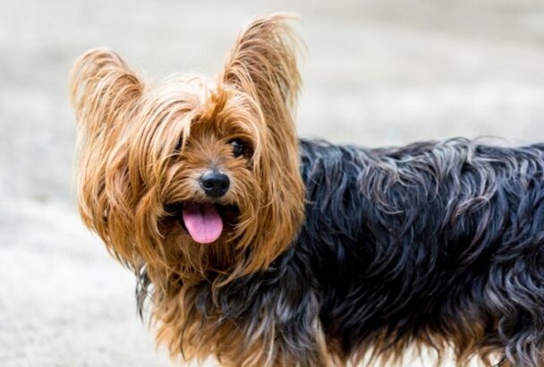 The 15 Longest Living Dog Breeds That'll Never Leave - Housely