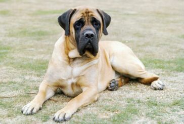 The 15 Tallest Dog Breeds In The World - Housely