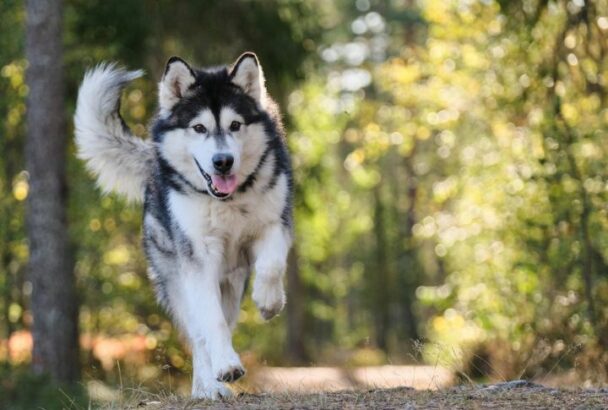 15 Dogs Perfect For Wolf Lovers - Housely