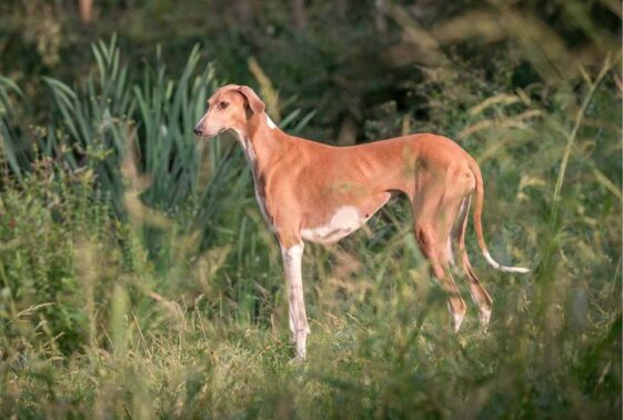 20 Rare Dog Breeds of the World - Housely
