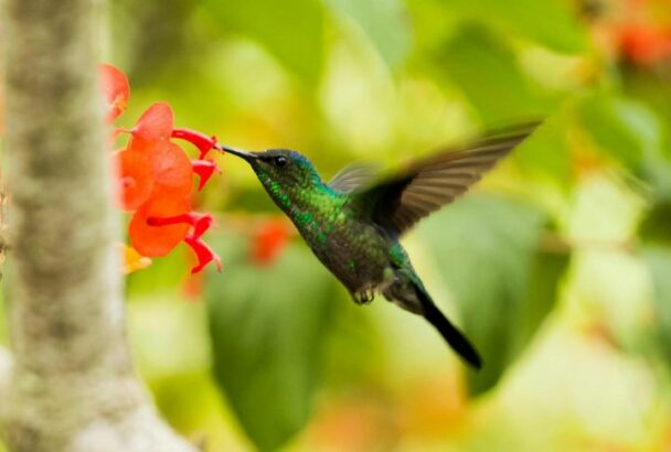 15 Animals With The Shortest Lifespans - Housely