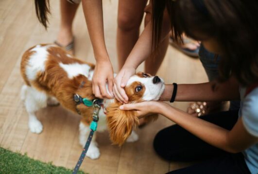 The 15 Best Animals For Emotional Support - Housely