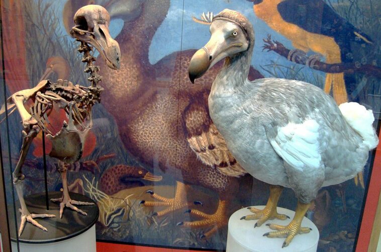 15 Facts About The Dodo Bird - Housely