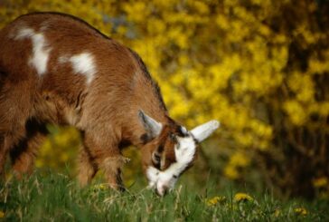 The 15 Best Animals For Emotional Support - Housely