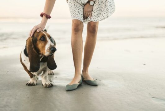 The 15 Best Animals For Emotional Support - Housely