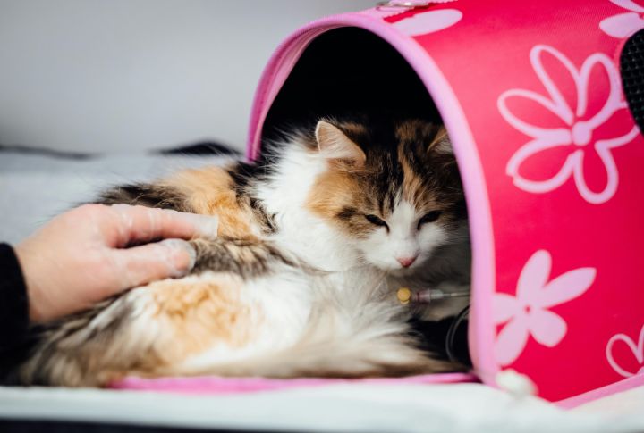How to Comfort Your Cat: 15 Pain Relief Methods - Housely