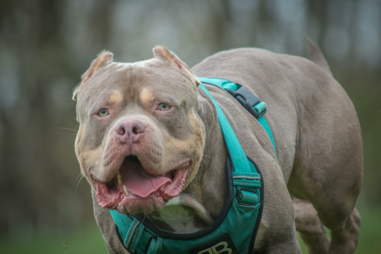 15 Most Aggressive Dog Breeds - Housely