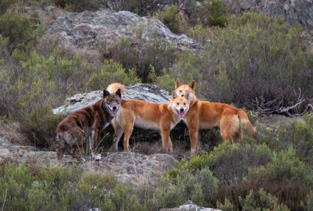 15 Captivating Facts About Dingoes - Housely