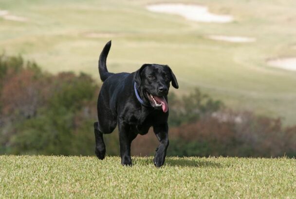 15 Dogs Breeds Perfect for Runners - Housely