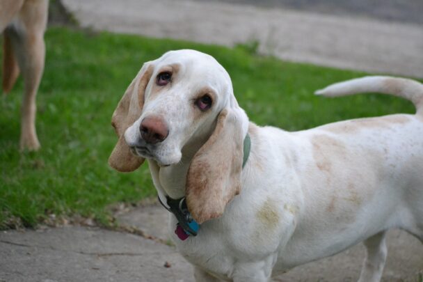 15 Dirtiest Dog Breeds - Housely