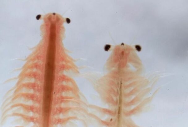 15 Animals With The Shortest Lifespans - Housely