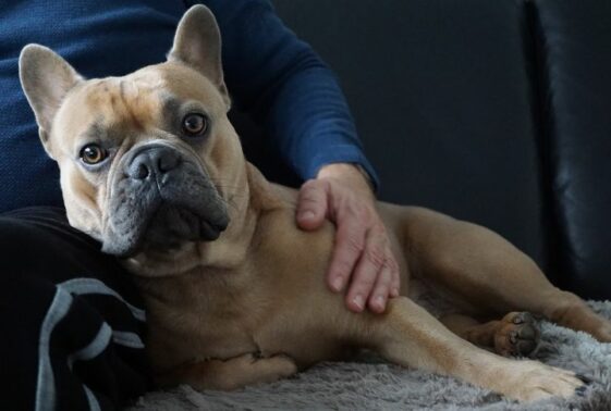 The 15 Best Animals For Emotional Support - Housely