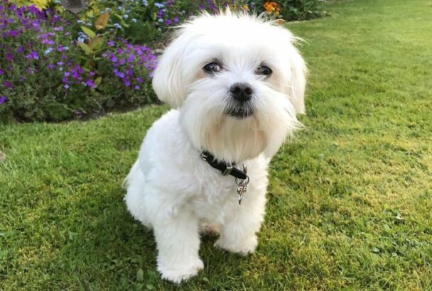 The Best House Dog Breeds To Adopt - Housely