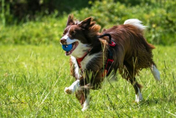 15 Dogs Breeds Perfect for Runners - Housely