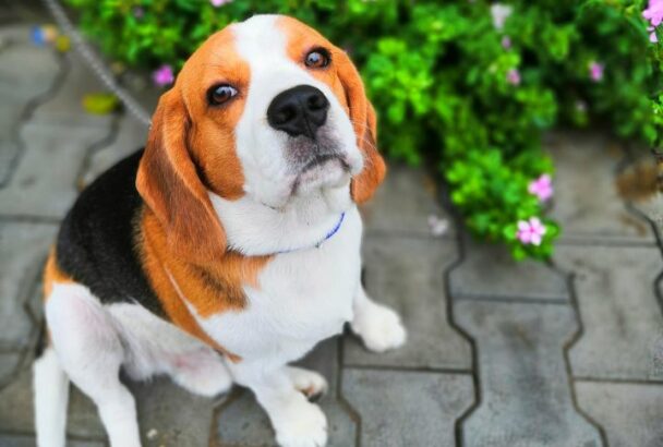 15 Most Lovable Dog Breeds in the World - Housely