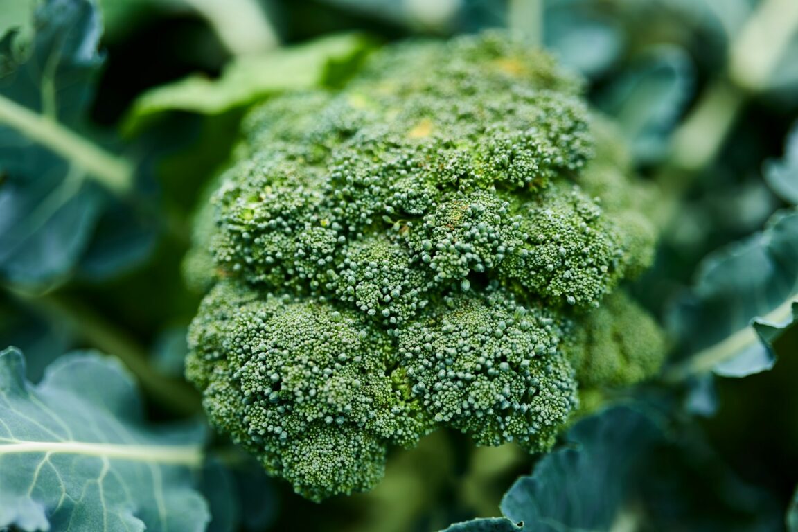 15 Benefits Of Eating Broccoli - Housely
