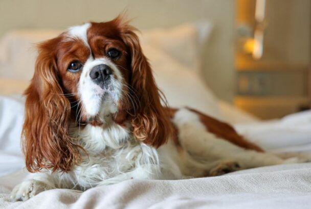 15 Most Affectionate Dog Breeds That Love Cuddles - Housely