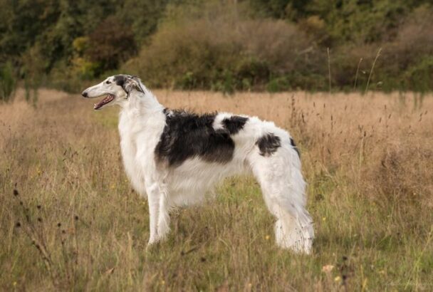 15 Most Stubborn Dog Breeds - Housely