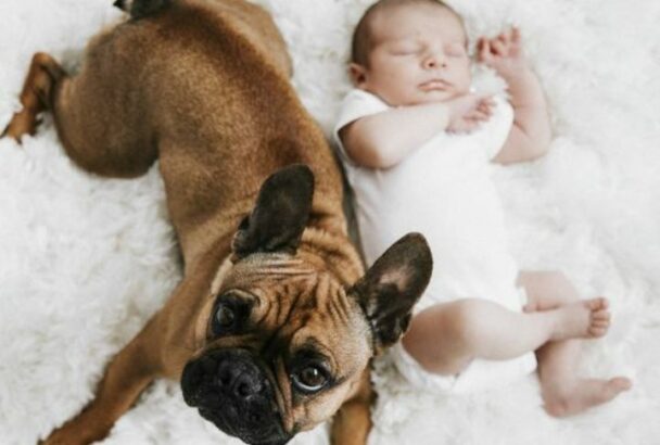 15 Best Dogs For Babies - Housely