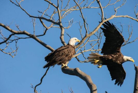 15 Intriguing Facts About The Bald Eagle - Housely