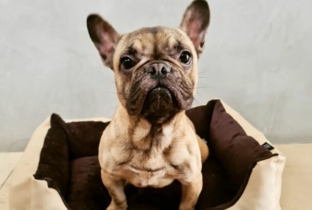 15 Most Lovable Dog Breeds in the World - Housely