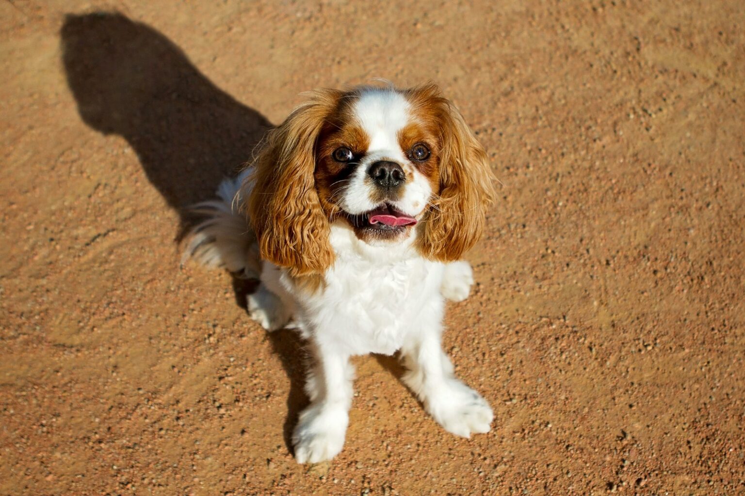 15 Best Types of Suburb Dog Breeds - Housely