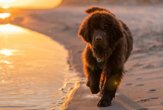 15 Most Affectionate Dog Breeds That Love Cuddles - Housely