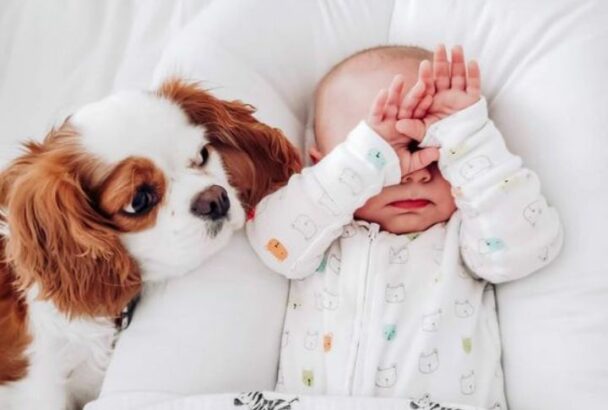 15 Best Dogs For Babies - Housely