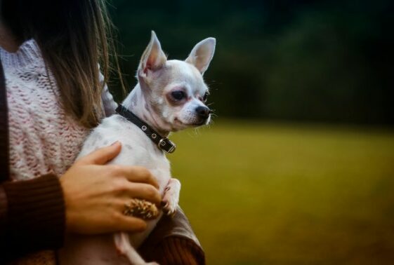 15 Most Affectionate Dog Breeds That Love Cuddles - Housely