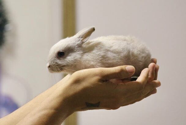 The 15 Best Animals For Emotional Support - Housely