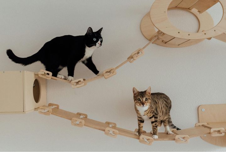 15 Exercises to Keep Your Cat Fit and Active - Housely