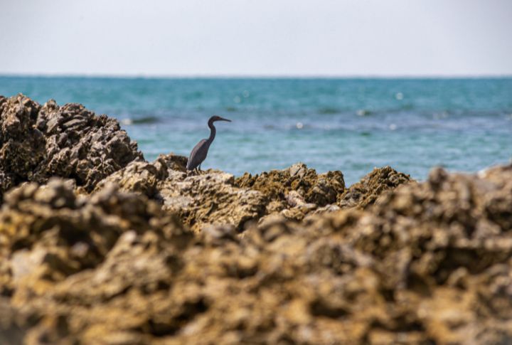15 Amazing Bird Facts - Housely