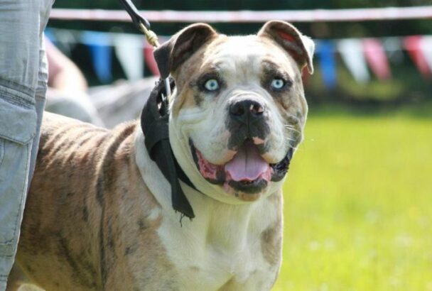 15 Types Of Bulldogs You Can Adopt - Housely