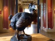 15 Facts About The Dodo Bird - Housely