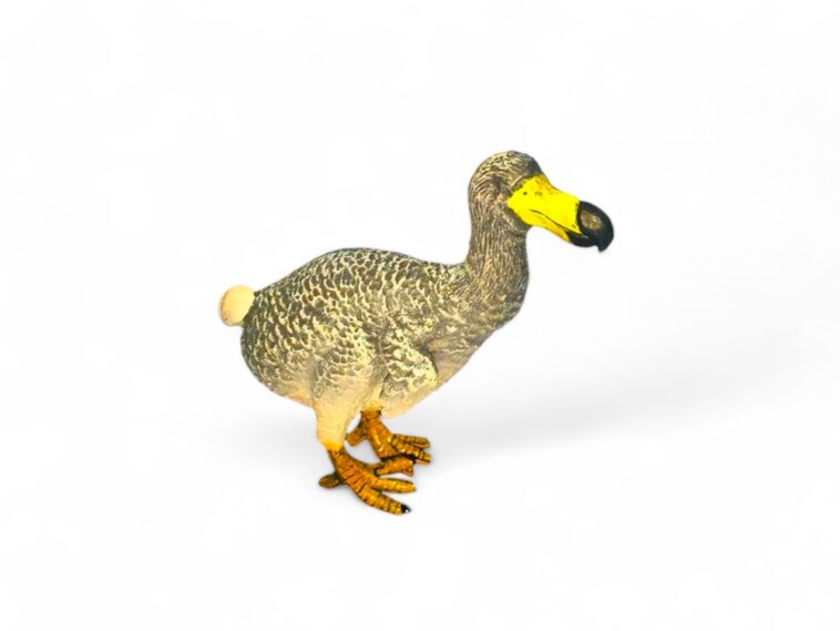 15 Facts About The Dodo Bird - Housely