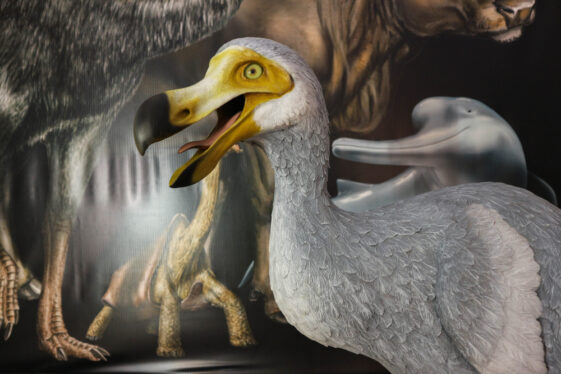 15 Facts About The Dodo Bird - Housely