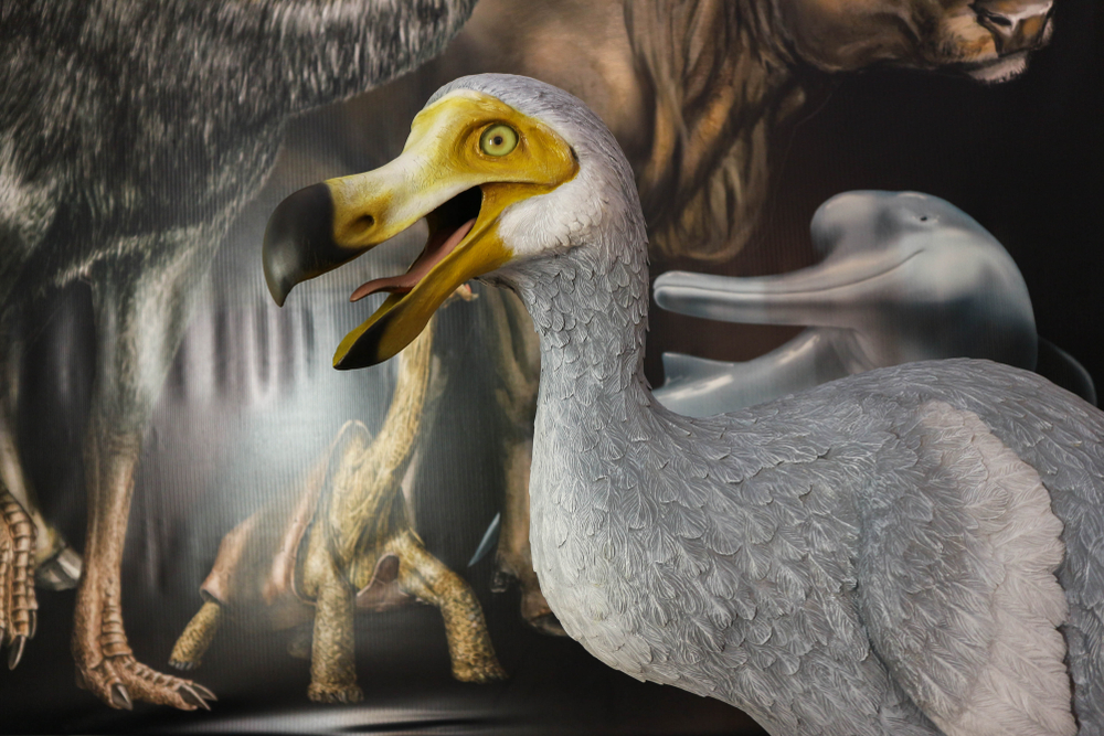 15 Facts About The Dodo Bird - Housely