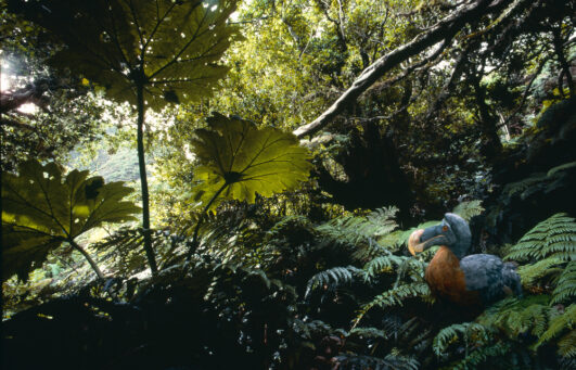 15 Facts About The Dodo Bird - Housely