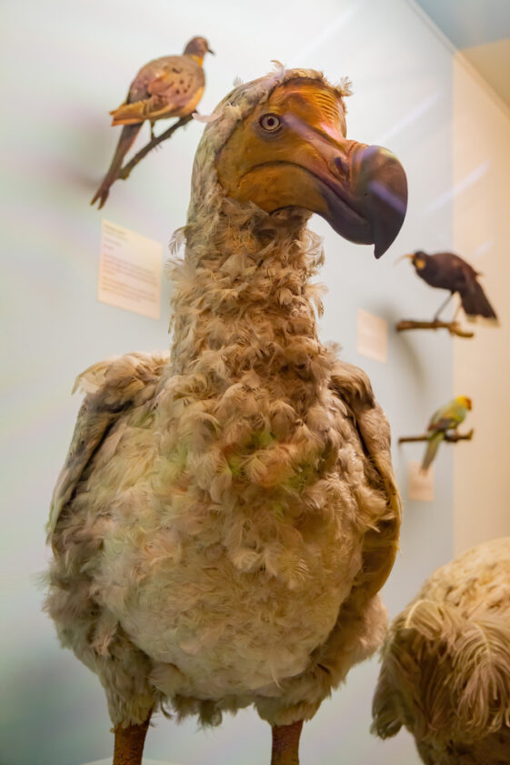 15 Facts About The Dodo Bird - Housely