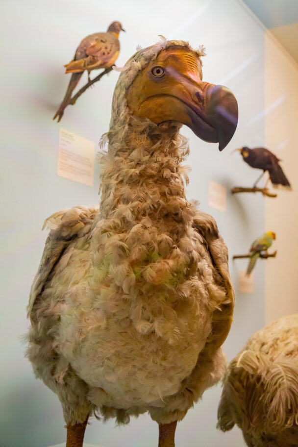 15 Facts About The Dodo Bird - Housely