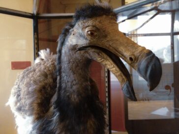 15 Facts About The Dodo Bird - Housely