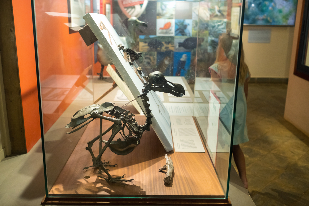 15 Facts About The Dodo Bird - Housely