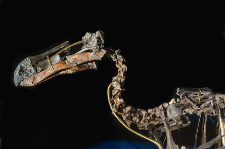 15 Facts About The Dodo Bird - Housely